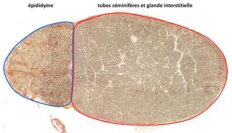 Le Testicule LABORATOIRE D HISTOLOGIE Et D EMBRYOLOGIE