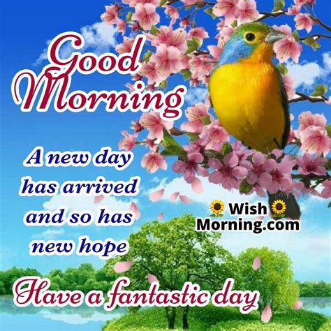 Collection Of Amazing Good Morning Birds Images In Full 4K Quality