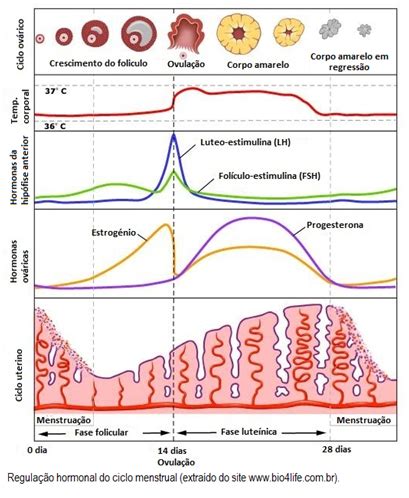 Biologia Revise O Ciclo Menstrual O Blog Do Enem FUVESTIBULAR