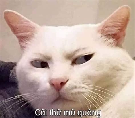Top Nh Ng Meme M O H I H C Ng Y U Nh T Sen I M Nh I U Th Eu