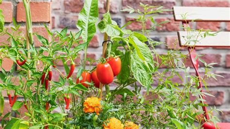 richtigen Beetpartner schützen Tomaten vor Schädlingen