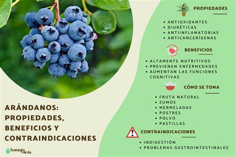 Arándanos propiedades beneficios y contraindicaciones Guía completa