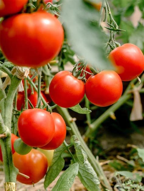 How To Grow Tomatoes At Home Organicbazar Blog