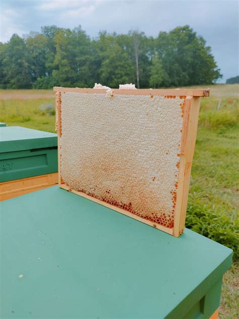 Miód Akacjowy z własnej pasieki 1 2 kg 100 naturalny zbiór 2023 Bytom