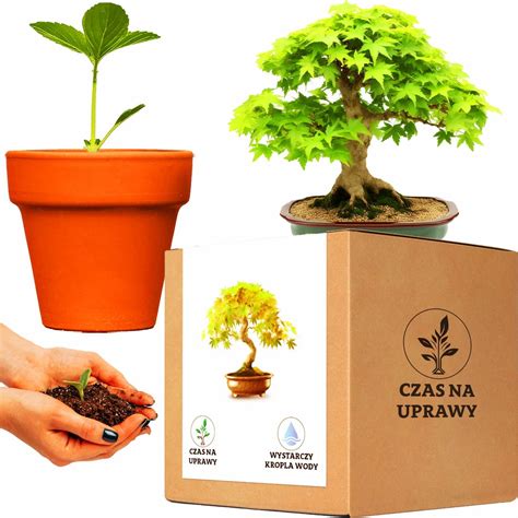 Zestaw Do Uprawy Drzewko Bonsai Klon Palmowy Inna Marka Sklep EMPIK