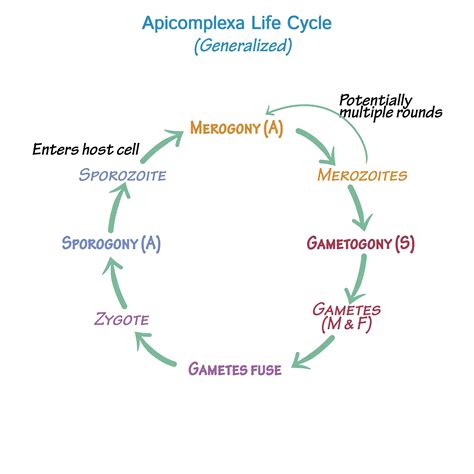 Immunology Microbiology Glossary Protozoa Apicomplexa Life Cycle