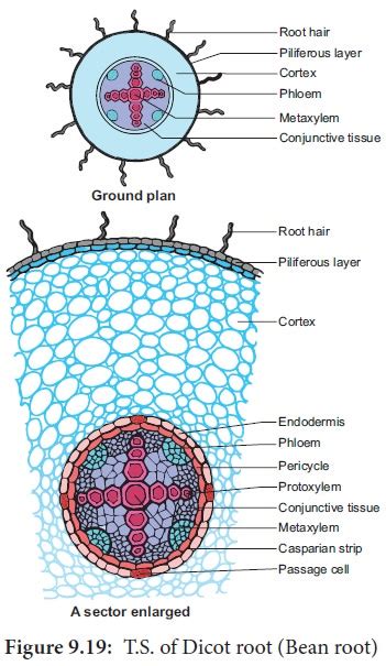 Primary Structure Of Dicot Root Bean Root