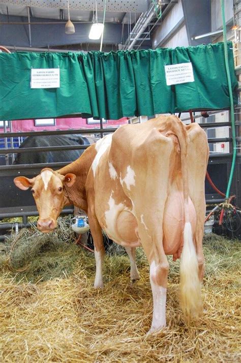 Pin By Aspen Silverotter On Home In The Country Guernsey Cow Jersey