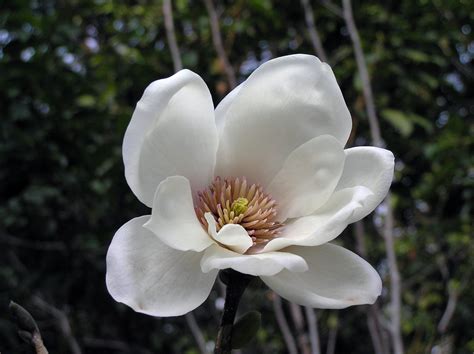 What Does A Magnolia Flower Look Like Best Flower Site