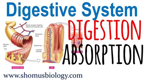 6 1 Digestion And Absorption Diagram Quizlet
