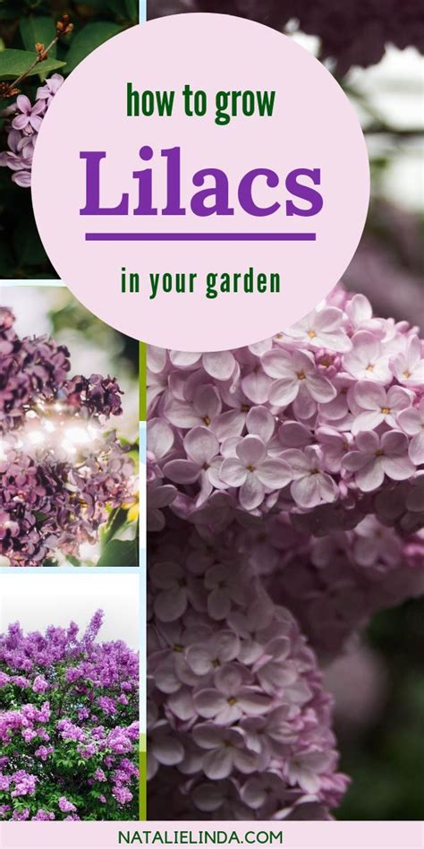 How To Grow A Lilac Bush For Beautiful Blooms In The Spring Artofit