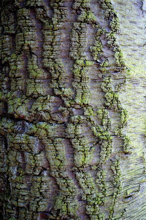 Aboyer Arbre Contexte Photo Gratuite Sur Pixabay Pixabay