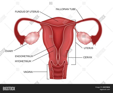 Uterus Ovaries Vector Photo Free Trial Bigstock