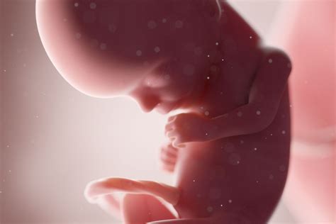 15 SSW Babys Größe Ultraschall Mamas Bauch Symptome