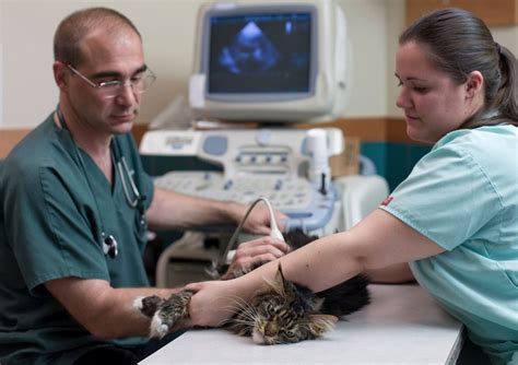 Intoxicación en gatos causas síntomas y tratamiento 2023
