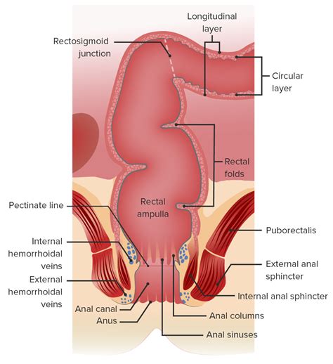 Reto E Canal Anal Anatomia Concise Medical Knowledge