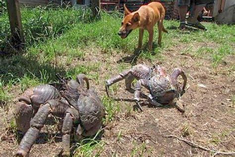 Largest Coconut Crab