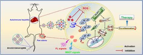 Nf B Nlrp Bioactive