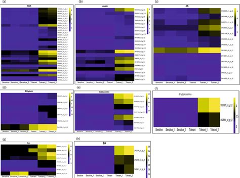 Heat Maps Showing Differential Expression Of Phyto Hormone Related