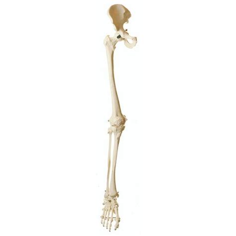 QS 13 Skeleton Of The Lower Extremity With Pelvis Biomedical Models