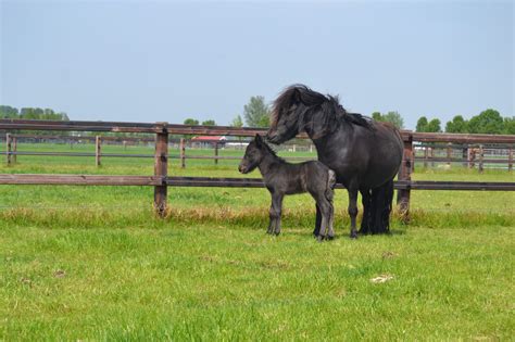 Veulens Stal Vd Valkenhof