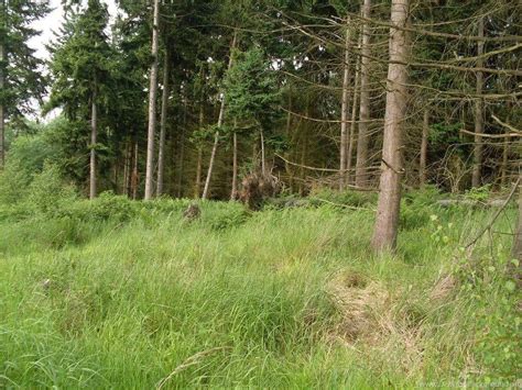 Ghillie Wallpapers Wallpaper Cave