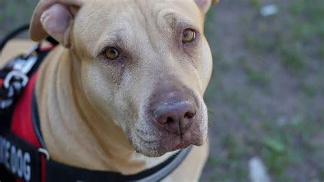 Mulher é atacada por Pit Bull e tutor abate animal