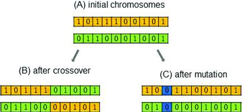 graphical representation of crossover and mutation in ga a shows two download scientific