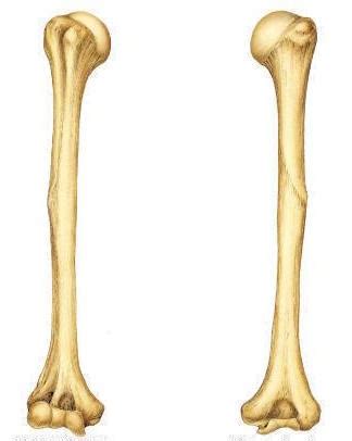 Humerus Bone Markings Diagram Posterior And Anterior Diagram Quizlet