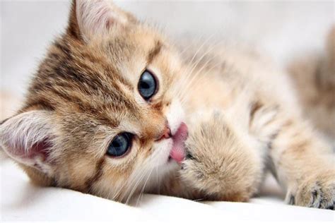 Rüyada Kedi Şeklinde İnsan Görmek Ne Anlama Gelir Güncel Oku