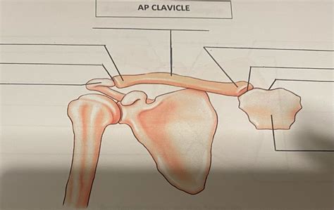 Ap Clavicle Diagram Quizlet