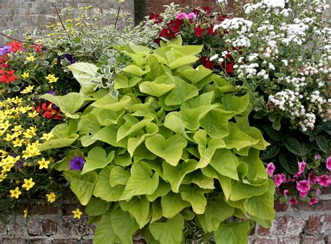 Patate Douce Planter Et Cultiver Ooreka