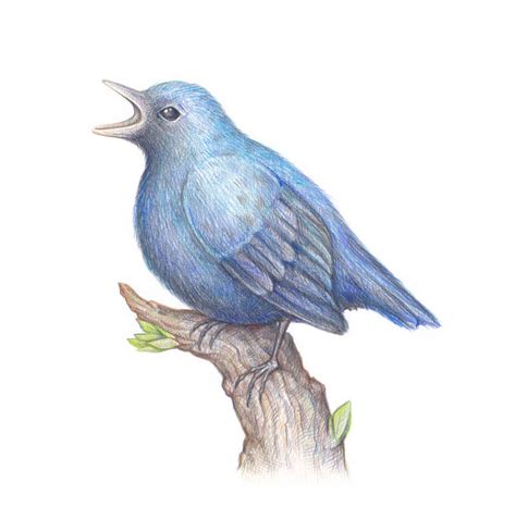 Cómo Dibujar un Pájaro Paso a Paso Envato Tuts