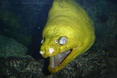 Les 10 poissons les plus dangereux du monde Liste et caractéristiques