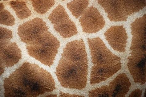 25 Curiosidades de las jirafas que no sabías