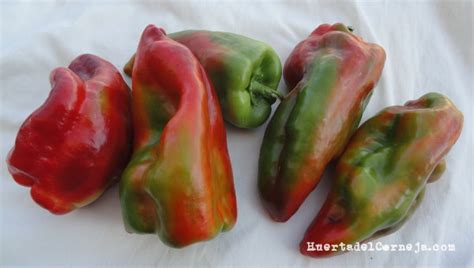 Cómo cultivar pimientos morrones Huerta del Corneja