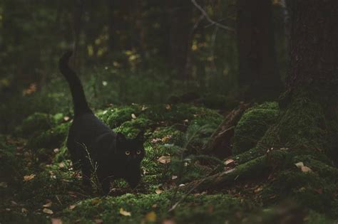 Johanna Egemar Black Cat Aesthetic Dark Green Aesthetic Cat Aesthetic