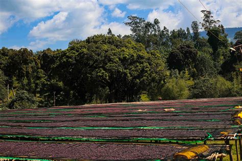 Ethiopia S Diverse Coffee Geography Mercanta