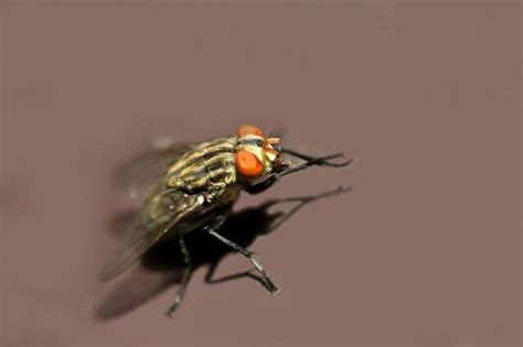 Mosca Nel Piatto Quali Sono I Rischi E Come Comportarsi Il Cibo Va