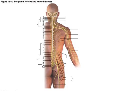 Peripheral Nerves Nerve Plexuses Diagram Quizlet