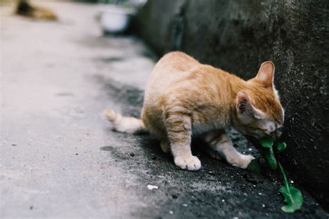 Por qué mi gato tiene arcadas Qué debo hacer Experto Gatuno