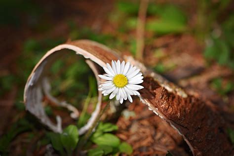 Blomma Tusensköna Blomning Gratis foto på Pixabay Pixabay