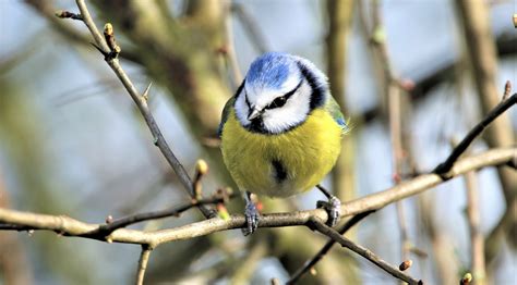 Blaumeise Vogel Meise Kostenloses Foto Auf Pixabay