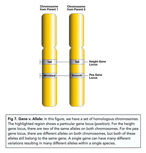 Features Of The Genetic Code A Level Biology Study Mind