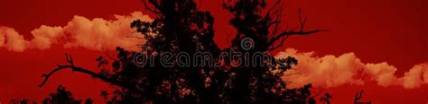 Black Silhouette Of Tree Branches Orange Red Dramatic Sky Clouds