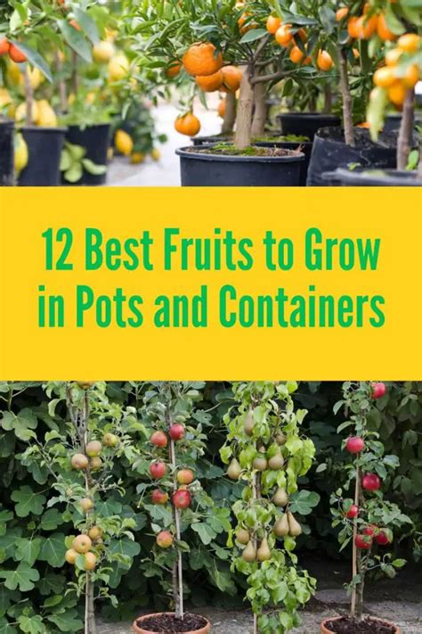 12 Best Fruit To Grow In Pots Dan Containers 2021