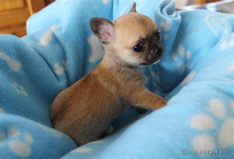 Chiot Chihuahua miniature à donner a vendre à Le Cannet Loisirs Animaux