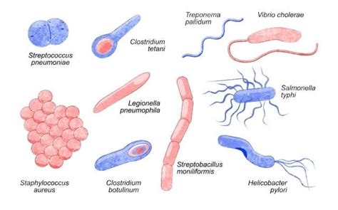 Reproducción de las bacterias tipos y características