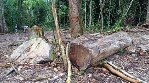 En A Os Bolivia Pierde Millones De Hect Reas De Bosques