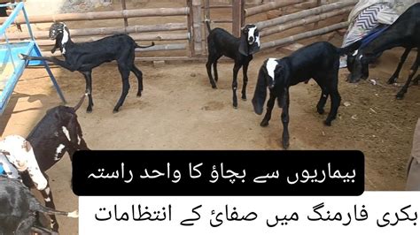 Clean Goat farm very important for Goats health فارم پر صفائ کے حالات